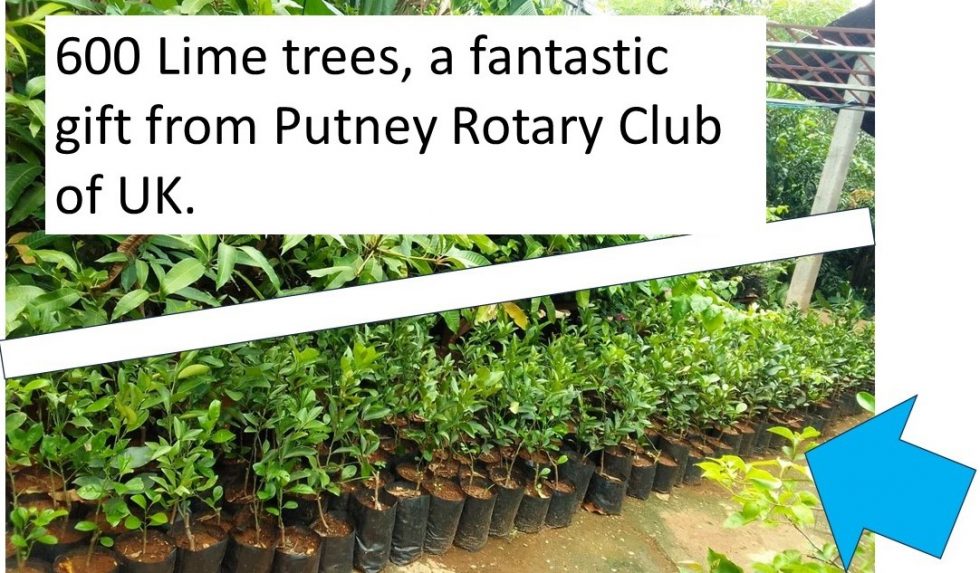 600 lime trees, a fantastic gift from Putney Rotary Club of United ...