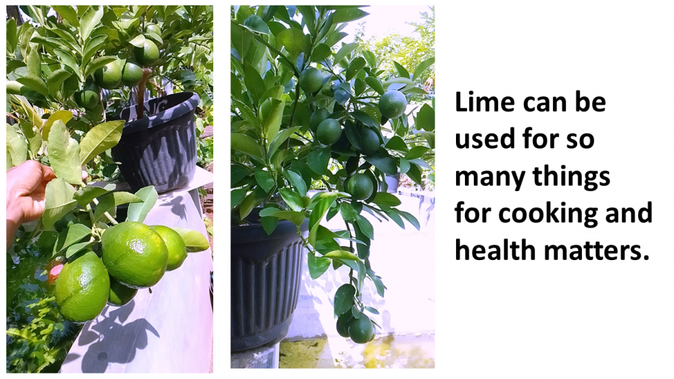 600 lime trees, a fantastic gift from Putney Rotary Club of United ...